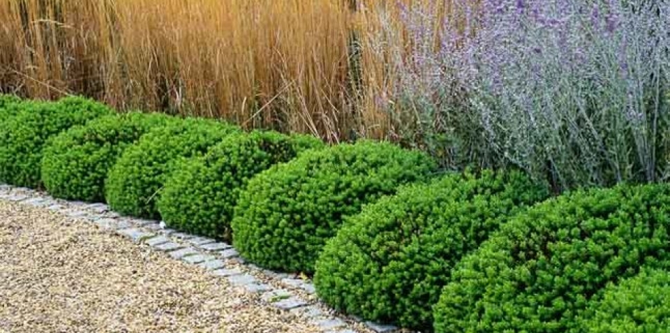 Hotel - planting design | Timotay Landscapes