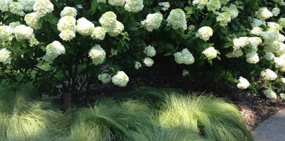 Hotel - planting design | Timotay Landscapes