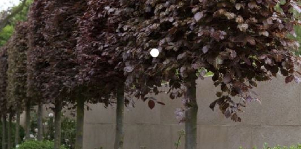 Hotel - planting design | Timotay Landscapes