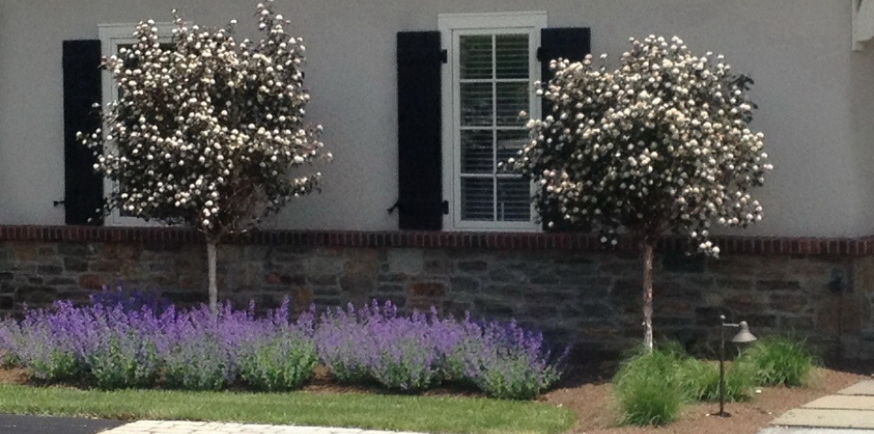 Hotel - planting design | Timotay Landscapes